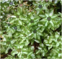 Coastal Temperate Rainforest – Chicken or Egg? Forest or Moss? - A Rocha