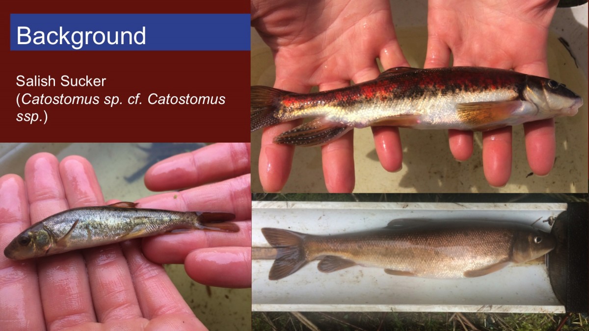 Salish Suckers in Jaw-Dropping Numbers - A Rocha