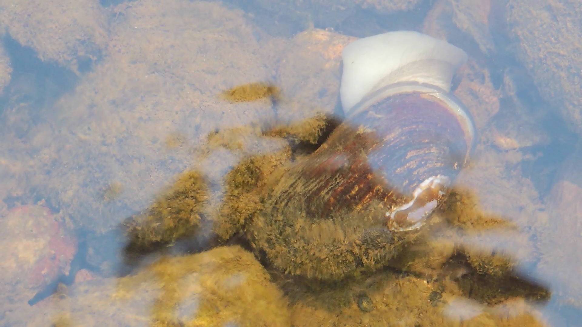 Western Pearlshell - A Rocha