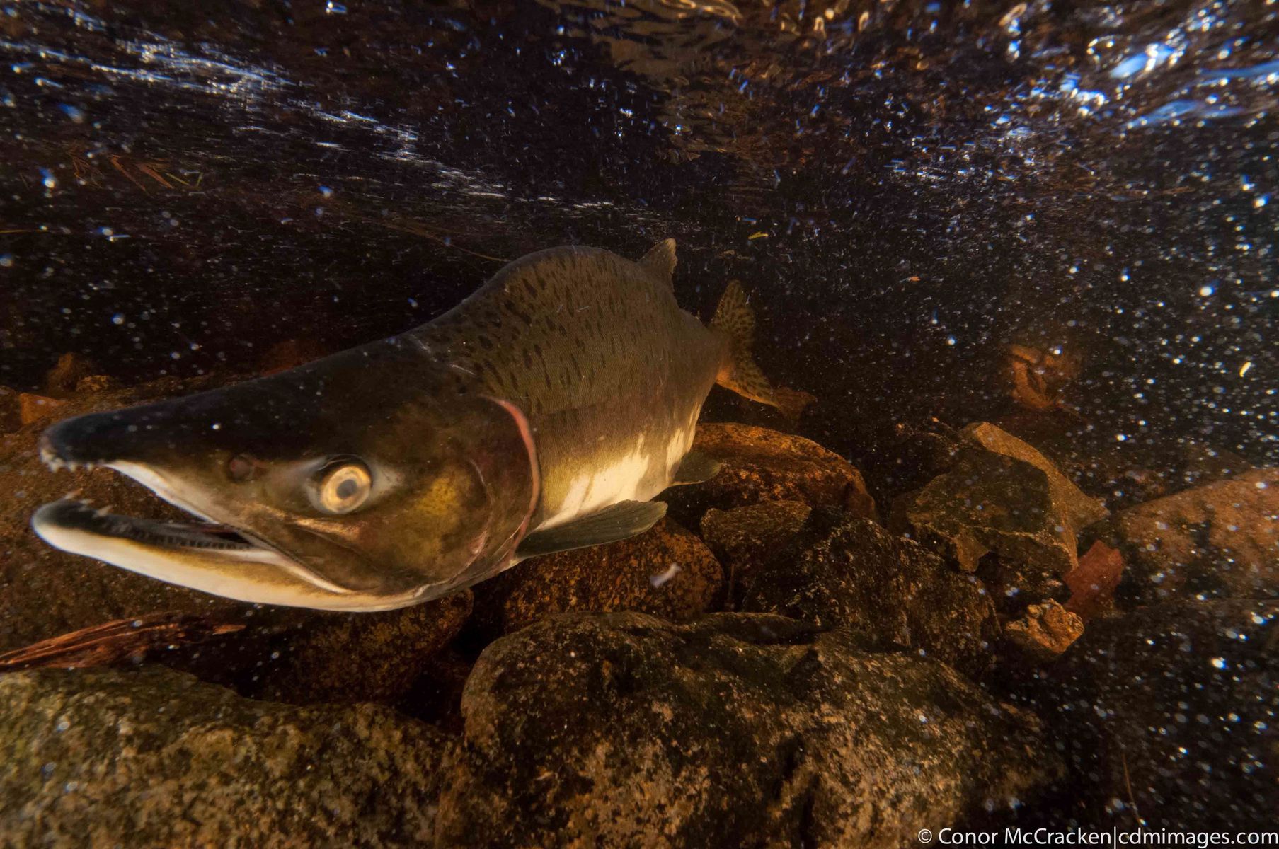 Climate Change and the Future of Salmon (Surrey, BC) - A Rocha